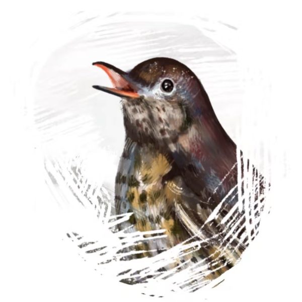 Stormcock in Elder – Poetry Prof