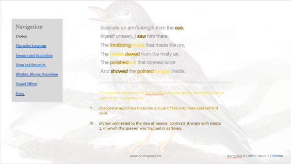 Stormcock in Elder – Poetry Prof